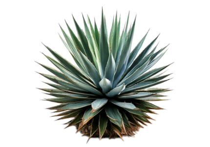 Monarca